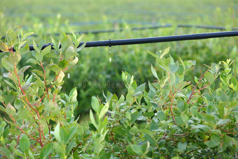 Drip irrigation stock photo. Image of yield, field, drop - 23831140