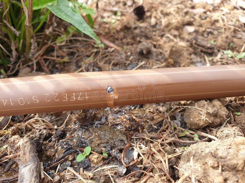 Drip Irrigation System Detail Pipe Dropper Stock Photos - Free ...