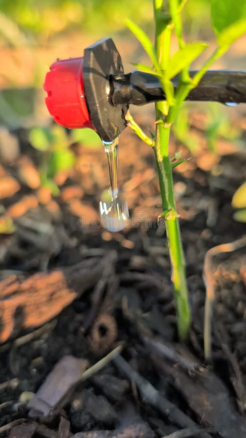 The Drip Irrigation System is Effectively Nourishing Plants through ...
