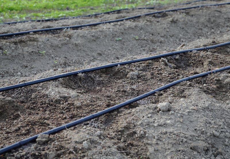 Drip Irrigation System, Farm Field Stock Image - Image of ...