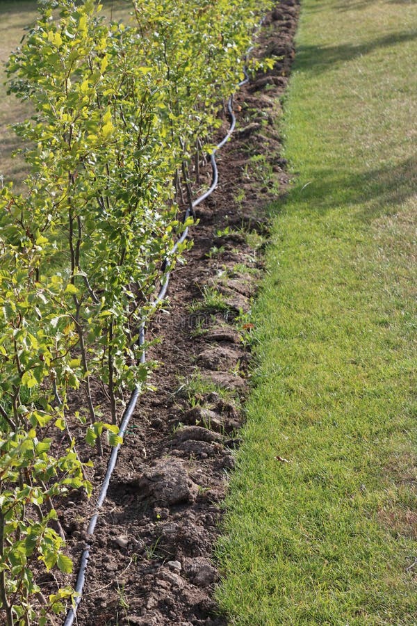 Drip Irrigation System. Garden Irrigation Drip Hose. Special Hose for ...