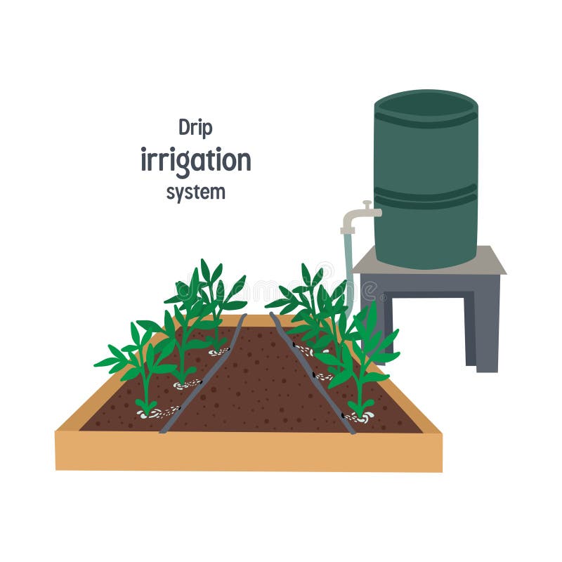 Drip Irrigation System for Garden Using a Barrel Stock Vector - Illustration of greenhouse, drip ...