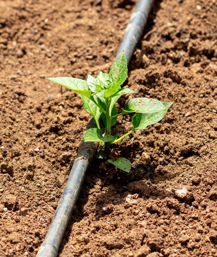 Drip Irrigation System on the Ground in the Garden Stock Photo - Image ...