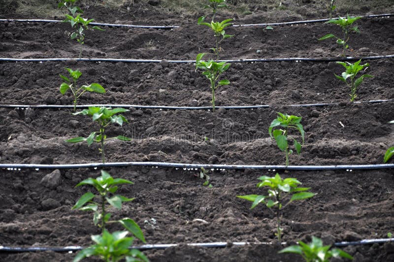Drip Irrigation System when Growing Vegetables in the Open Ground Stock ...