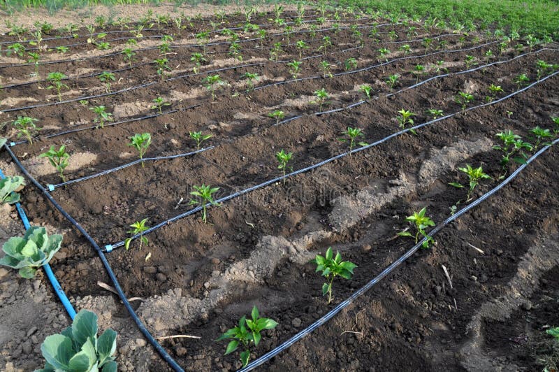 Drip Irrigation System When Growing Vegetables In The Open Ground Stock ...