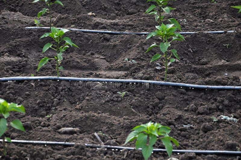 Drip Irrigation System when Growing Vegetables in the Open Ground Stock ...