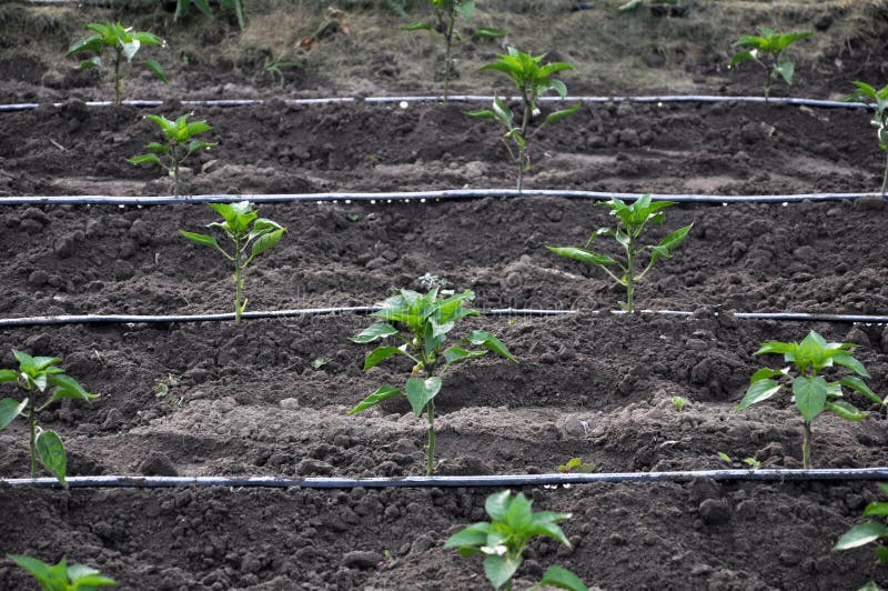 Drip Irrigation System when Growing Vegetables in the Open Ground Stock ...