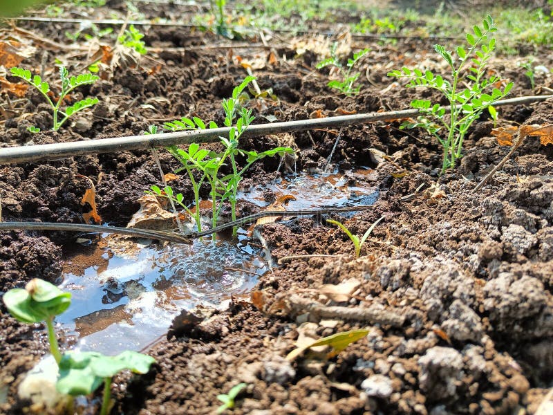 Drip Irrigation System for Herbaceous Plant Stock Image - Image of ...