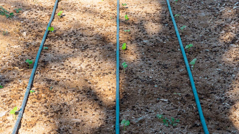 Drip irrigation system stock image. Image of cultivation - 369386965