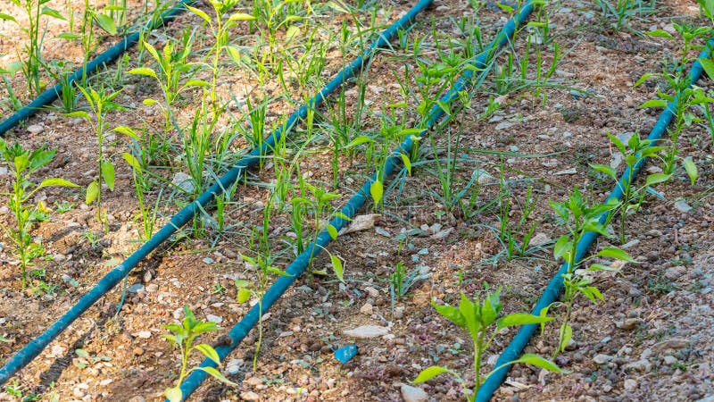 Drip irrigation system stock photo. Image of clean, farm - 375475546