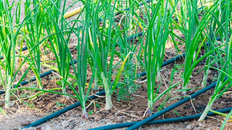Drip irrigation system stock photo. Image of blue, growing - 375475586
