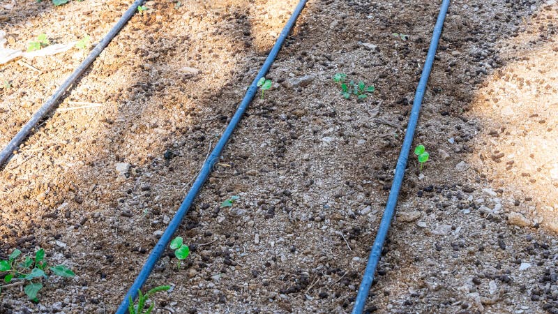 Drip irrigation system stock image. Image of harvest - 375476281