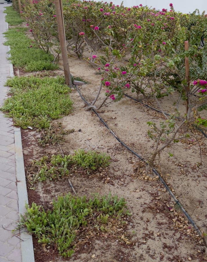 Drip Irrigation for Landscaping on the Side on a Path Stock Image ...