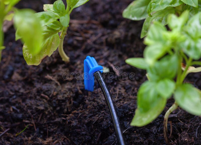Drip Irrigation System Watering Basil Plant in the Garden Stock Image ...