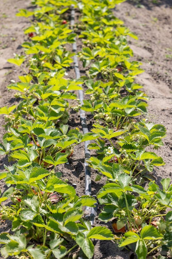 Drip Irrigation System Watering Rows of Strawberry Plants in a Field ...