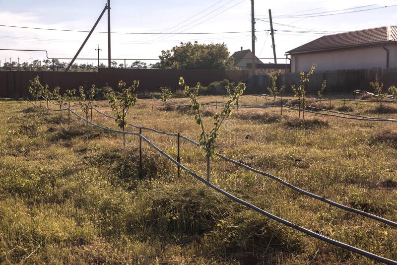 Trees Drip Line Stock Photos - Free & Royalty-Free Stock Photos from ...