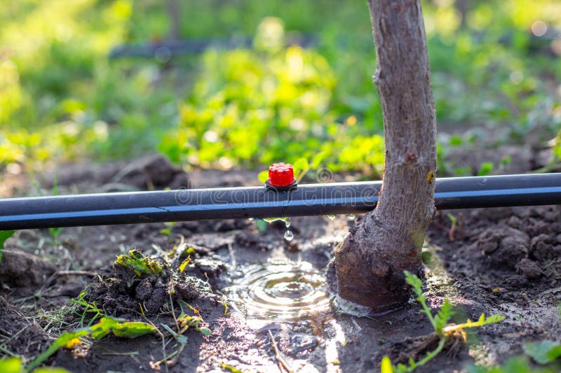 173 Drip Irrigation Tubes Stock Photos - Free & Royalty-Free Stock ...