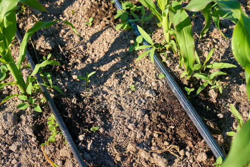 Drip Irrigation System Close Up Stock Image - Image of drop, water ...