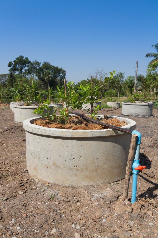 Drip Irrigation Watering System in Lemonfarm Stock Photo - Image of ...