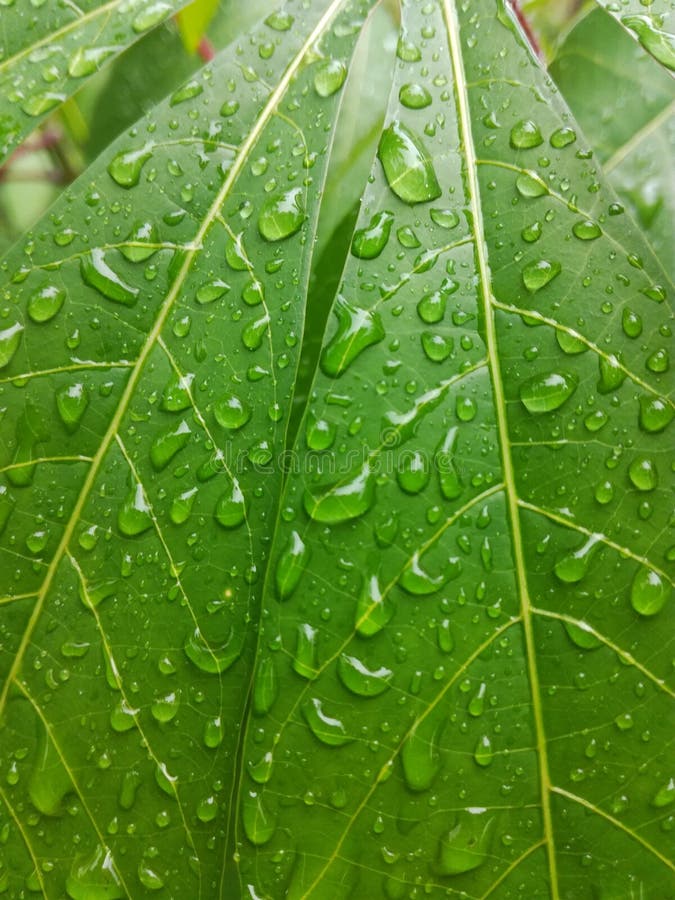 Drip of a Leaf in a Tree. a Leaf of a Tree after the Rains. Can Be Used ...