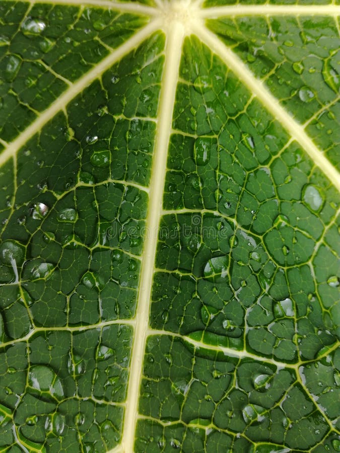 Drip of a Leaf in a Tree. a Leaf of a Tree after the Rains Stock Photo ...