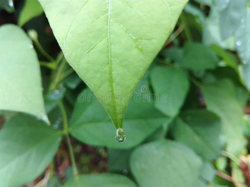 Drip of a Leaf in a Tree. a Leaf of a Tree after the Rains. Can Be Used ...