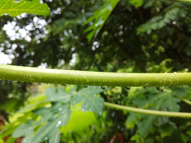 Drip of a Leaf in a Tree. a Leaf of a Tree after the Rains Stock Photo ...