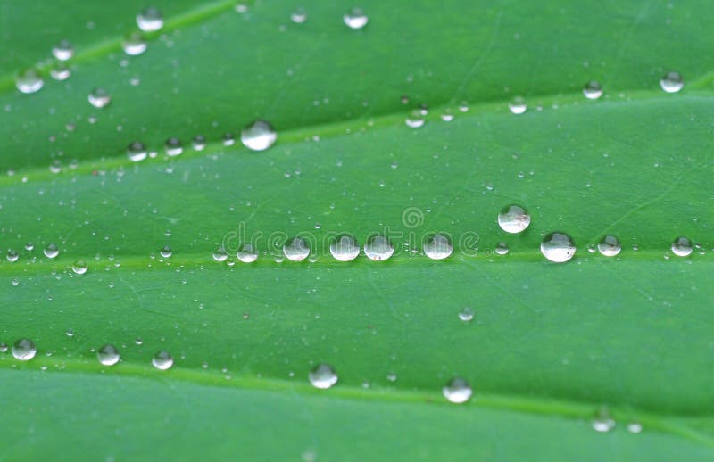 Drip in lotus leaf stock image. Image of dripping, lake - 5590641