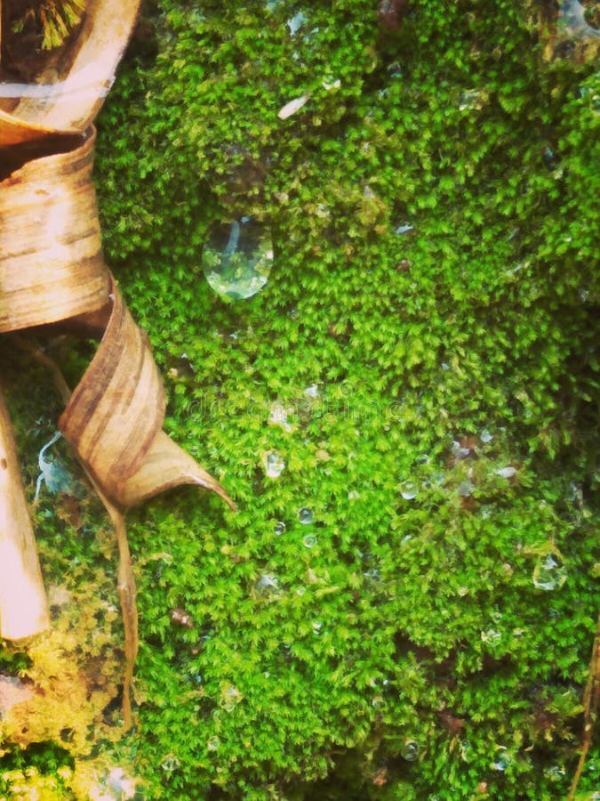 Drip on moss stock photo. Image of plant, moss, green - 175779518