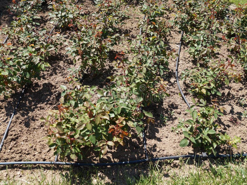 1,154 Root Irrigation Stock Photos - Free & Royalty-Free Stock Photos ...