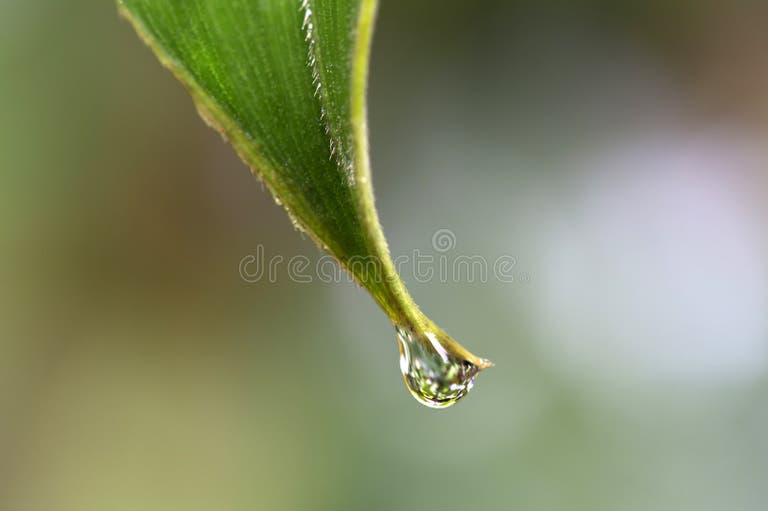 117 Drip Leaf Tip Stock Photos - Free & Royalty-Free Stock Photos from ...