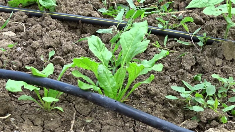 Drip Water System and Chard Plant, Chard Plant Stock Footage - Video of ...