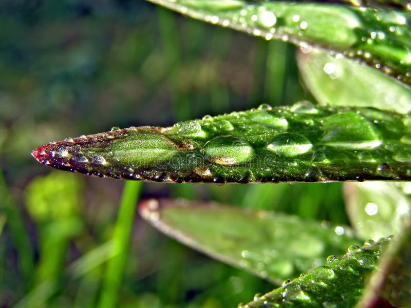 Dripped rain stock image. Image of herb, dribble, close - 11324173