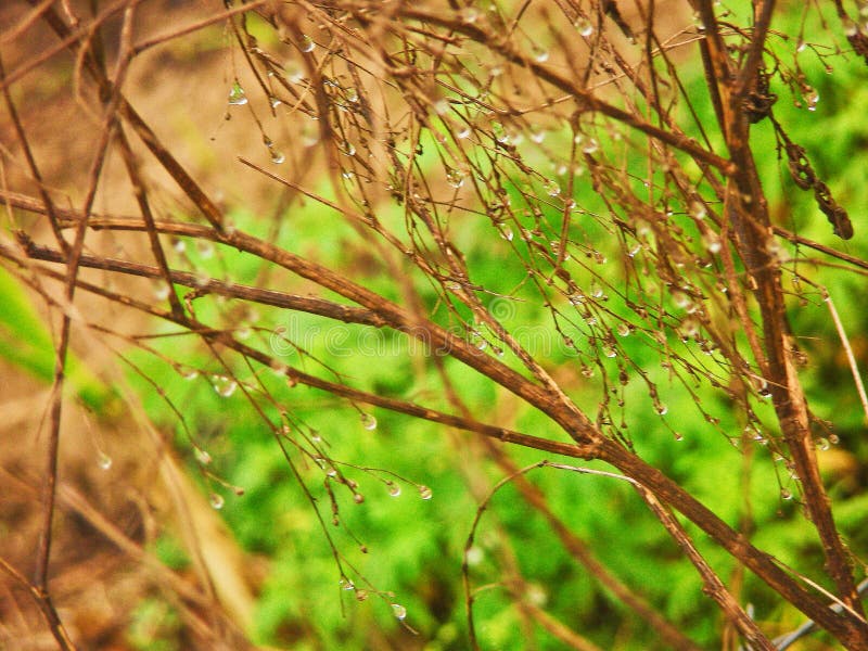 Dripping Drops of Lovely Mist Stock Image - Image of water, nature ...
