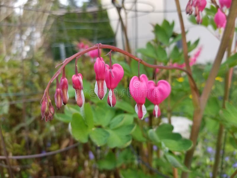 Dripping Heart Flowers stock image. Image of petal, spring - 218806819