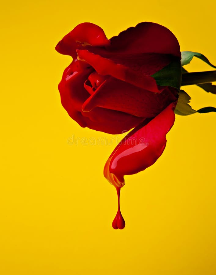 Dripping Heart stock photo. Image of rose, dripping, drip - 47344072