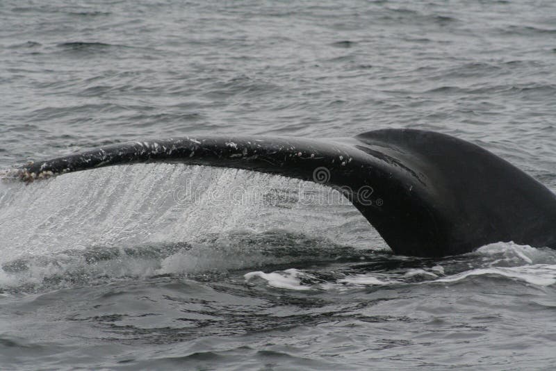 Dripping Humpback Whale Tail Picture. Image: 1992641