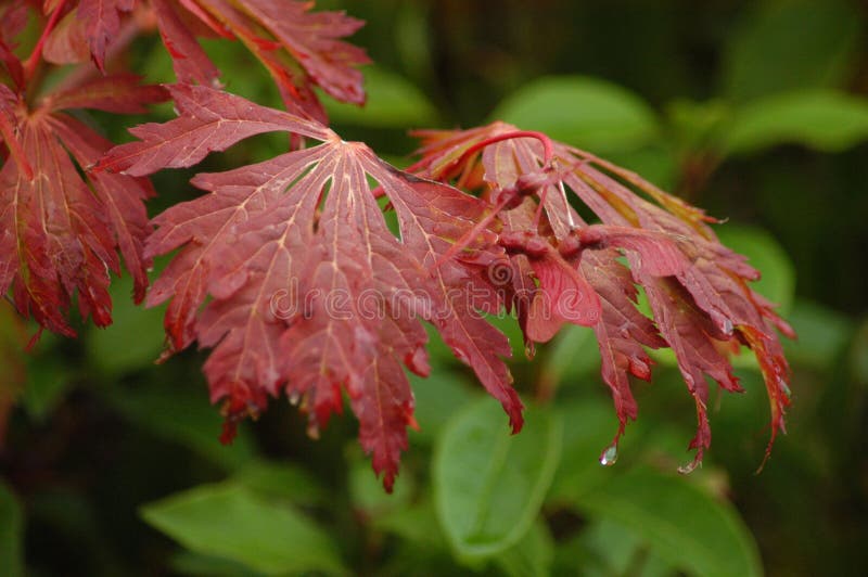 Dripping leaves stock image. Image of orange, fall, plant - 13394711