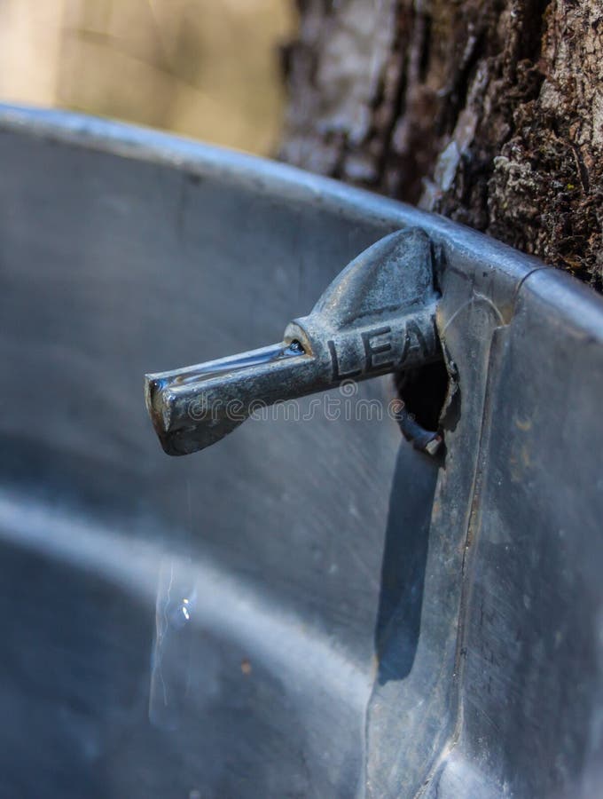 Dripping Maple Sap stock photo. Image of maple, northern - 69310654