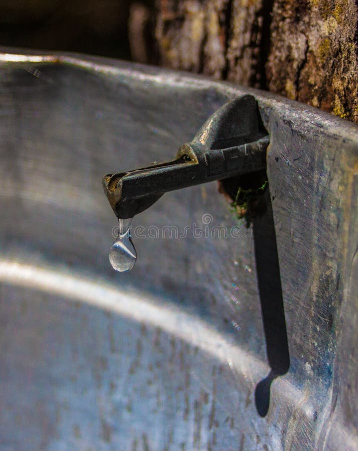 Dripping Maple Sap stock photo. Image of metal, syrup - 69310664