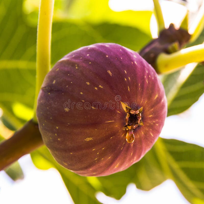 Dripping Ripe Fig on the Tree, Close Up Stock Photo - Image of juicy ...