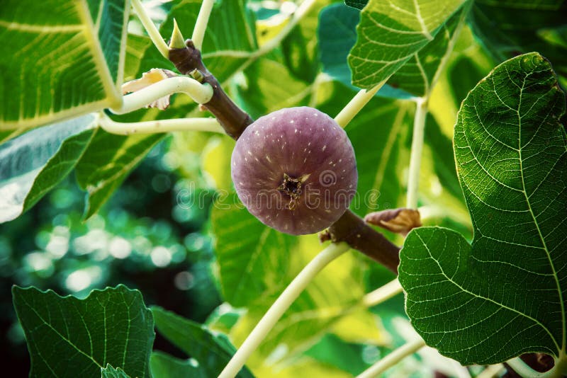 Dripping Ripe Fig on the Tree, Soft Focus Stock Image - Image of juice ...