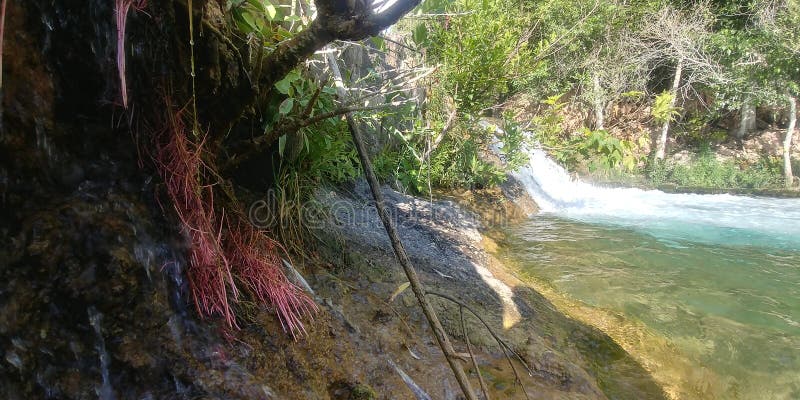 Dripping root balls stock image. Image of balls, plants - 100761529