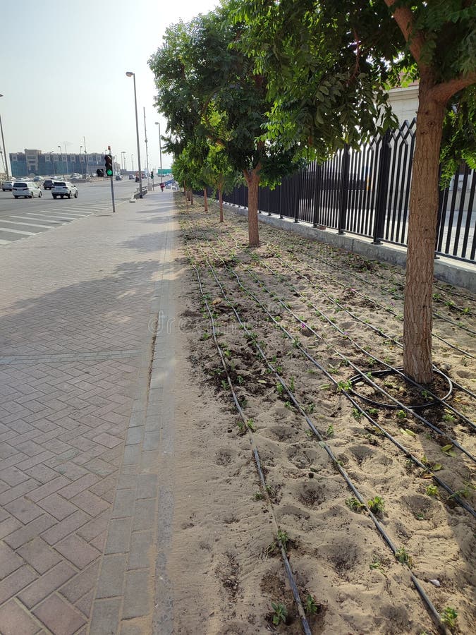 Dripping Water Irrigation System in Dubai Uae Stock Photo - Image of ...