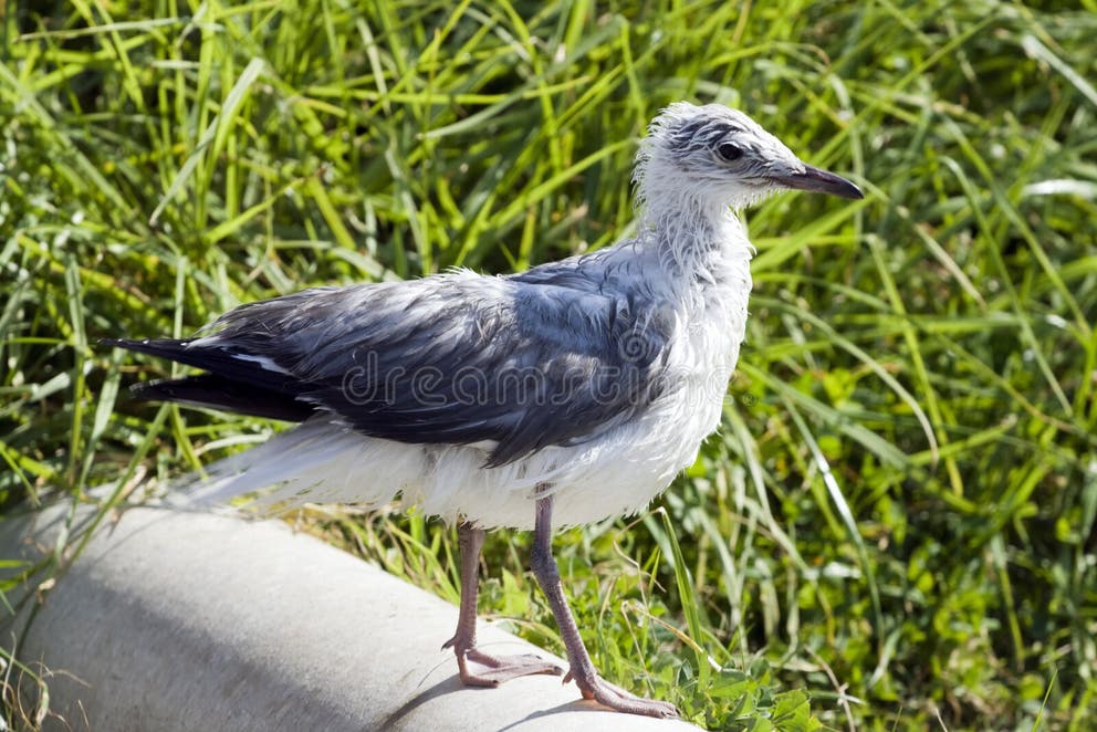 Dripping wet seagull stock photo. Image of drip, feather - 10710774
