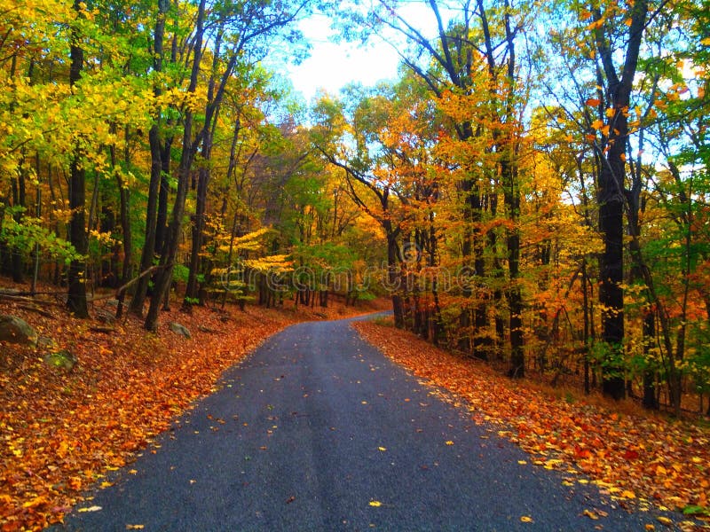 A autumn foliage tree stock photo. Image of glow, fall - 45833148