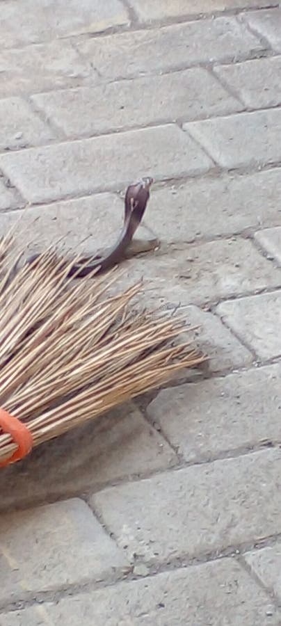 Drive the Cobra Snake Out of the House Stock Photo - Image of drive ...