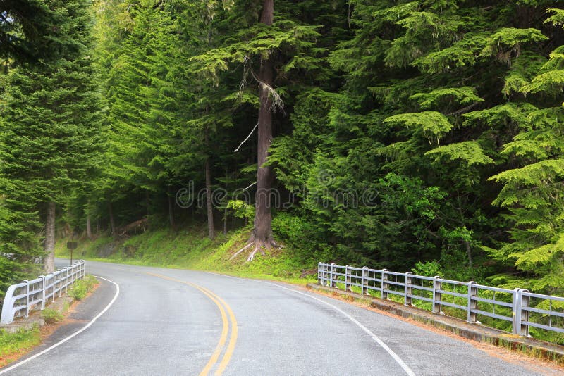 Drive through dense forest stock image. Image of destination - 65361097