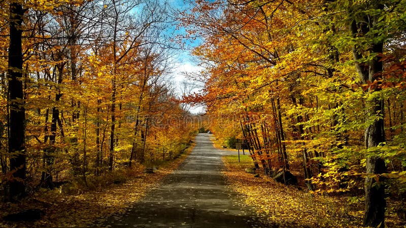 Drive through the Fall Leaves Stock Photo - Image of road, drive: 218559178