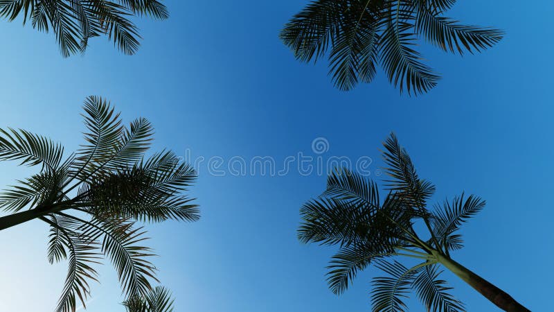 Drive through a Road of Palm Trees, Camera Looking at the Sky, 4K Stock ...